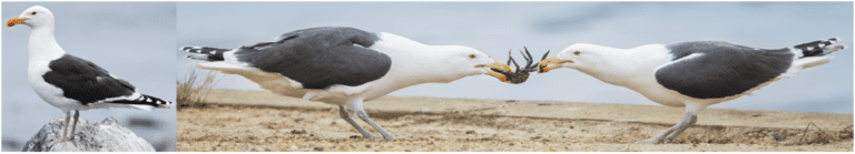 18 Types of Gulls (and Terns) Found in Canada! - Bird Watching HQ