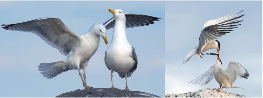 10 Types of Gulls (and Terns) Found in Alberta! - Bird Watching HQ