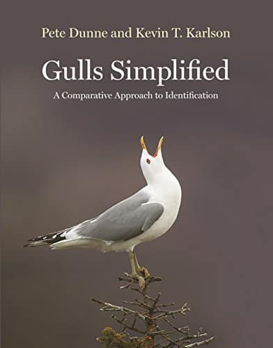 18 Types of Gulls (and Terns) Found in Canada! - Bird Watching HQ