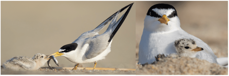 16 Types of Gulls (and Terns) Found in California! - Bird Watching HQ