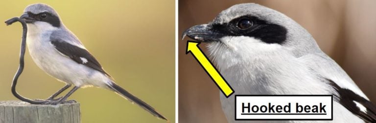 9 Types of Grey Birds Found in Florida! (2025) - Bird Watching HQ