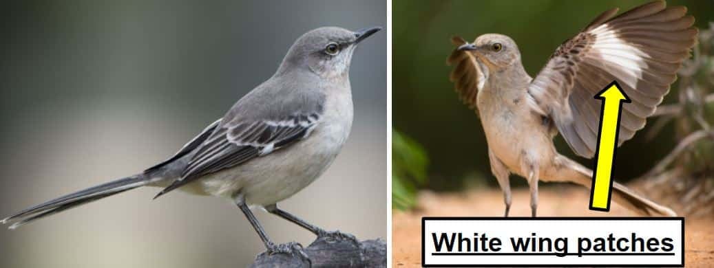 10 COMMON Birds in Joshua Tree National Park (2025) - Bird Watching HQ