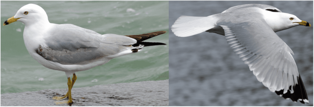 13 Types of Gulls (and Terns) Found in Florida! - Bird Watching HQ