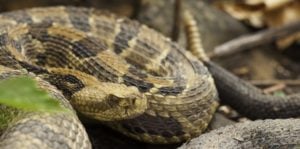 4 Types of Rattlesnakes in Iowa! (ID Guide) - Bird Watching HQ