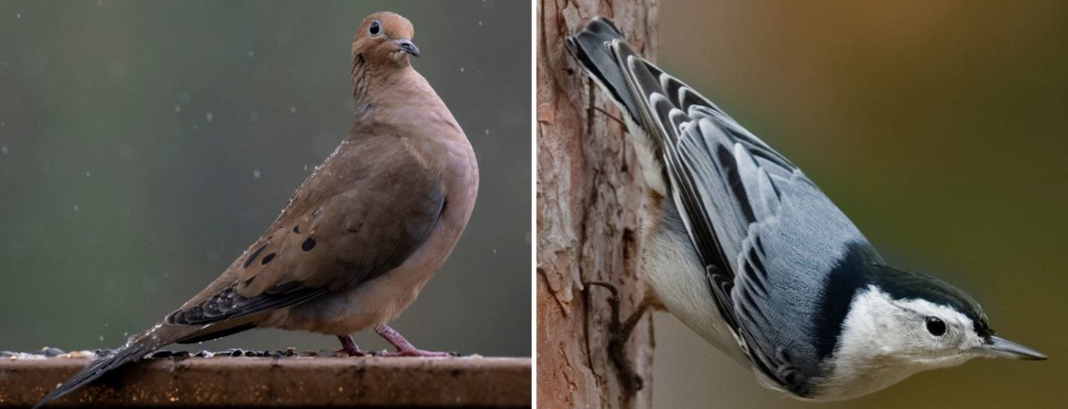 9 Types of Grey Birds Found in Michigan! (2022) - Bird Watching HQ