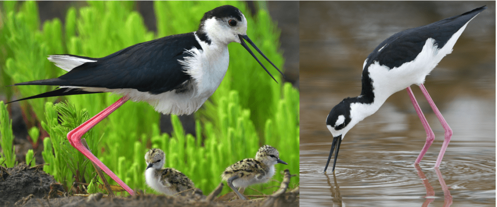 18 Types of Shorebirds in Florida (ID Guide) - Bird Watching HQ