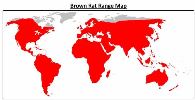 16 Types of Rodents in the United States! (w/Pics) - Bird Watching HQ