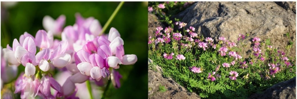 61 Common WILDFLOWERS Found in Pennsylvania! (2022) - Bird Watching HQ