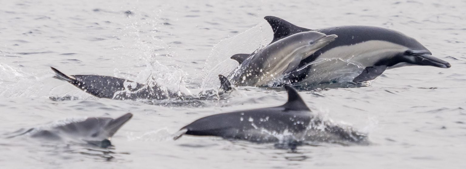 9 Types of Dolphins Found in Massachusetts! (2025) - Bird Watching HQ