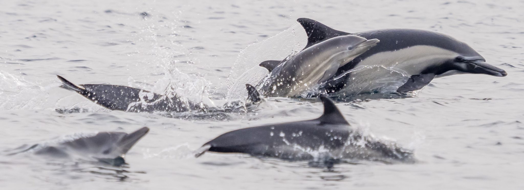 10 Types of Dolphins Found in Florida! (2023) - Bird Watching HQ