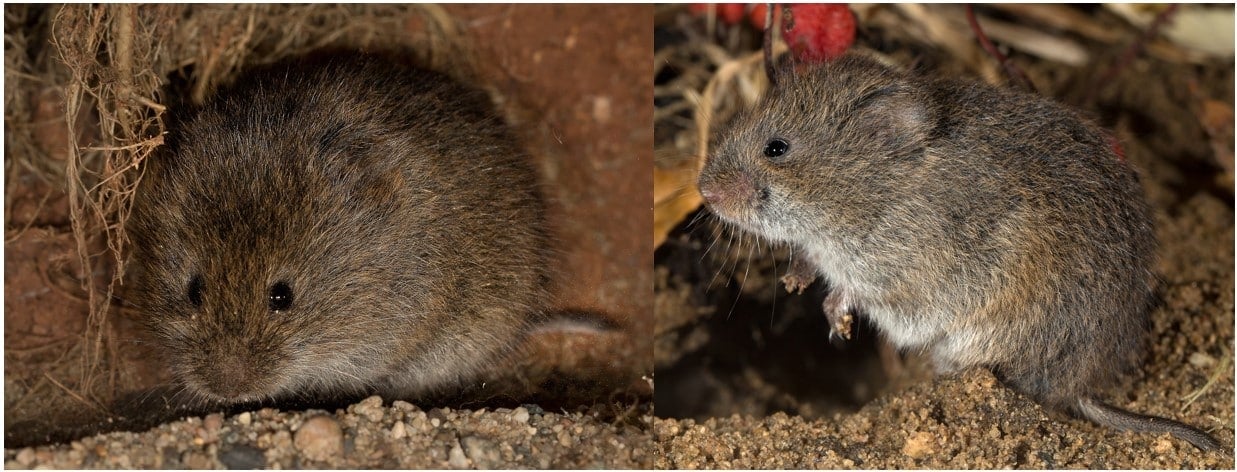 11 Types of MICE and RATS Found in Tennessee! - Bird Watching HQ