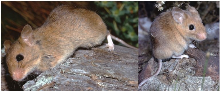 16 Types of MICE and RATS Found in Texas! - Bird Watching HQ
