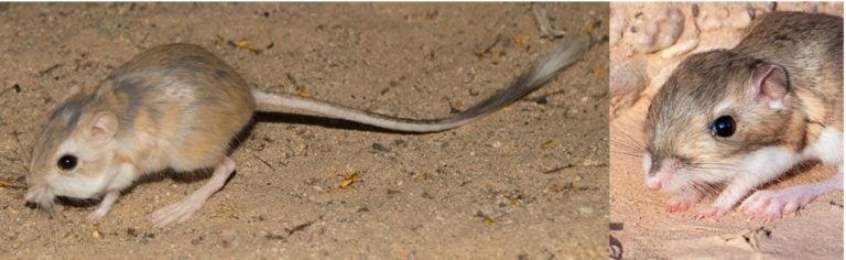 15 Types of Rodents in Kansas! (w/Pics) - Bird Watching HQ