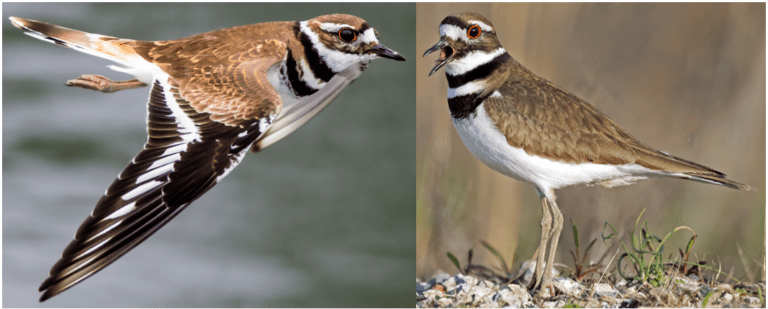 24 Types of BIRDS Found in the Caribbean! (COMMON) - Bird Watching HQ