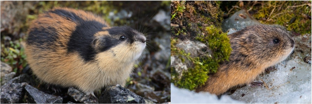 13 Types of Rodents in Michigan! (w/Pics) - Bird Watching HQ