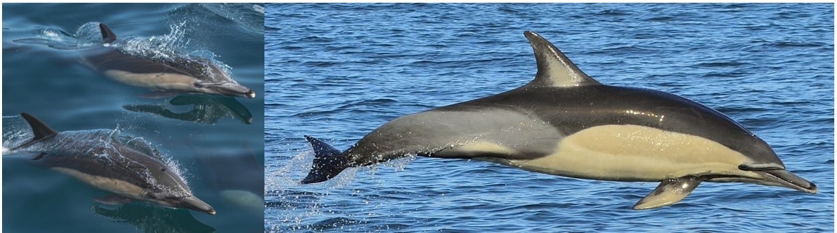 10 Types of Dolphins Found in North Carolina! (2023) - Bird Watching HQ