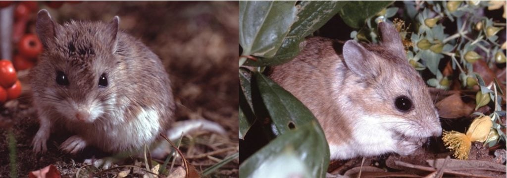 16 Types of MICE and RATS Found in Texas! - Bird Watching HQ