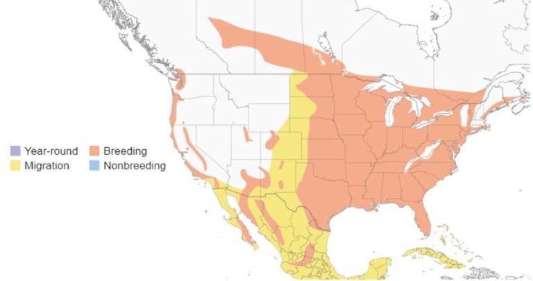 16 Types of PURPLE Birds Found in the United States! - Bird Watching HQ