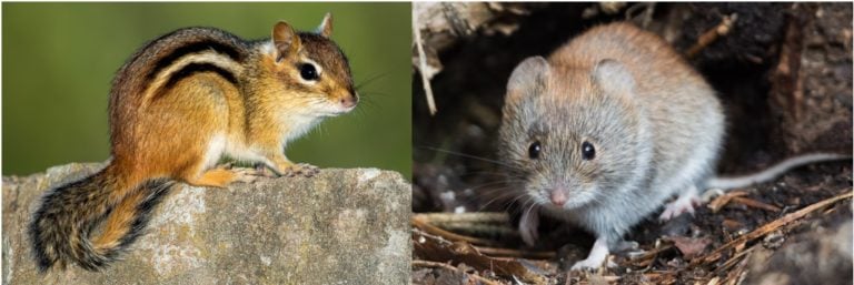 11 Types of Rodents in Alabama! (w/Pics) - Bird Watching HQ