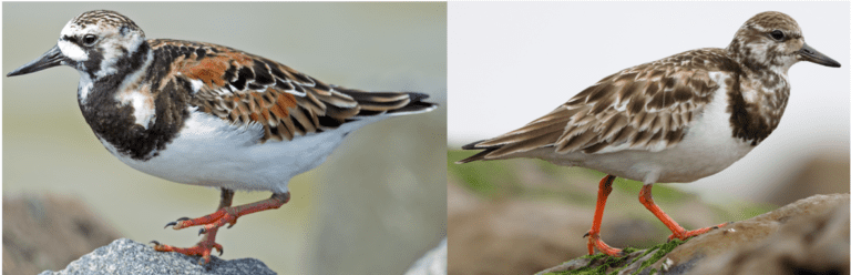9 Types of BIRDS Found on Aruba! (COMMON) - Bird Watching HQ