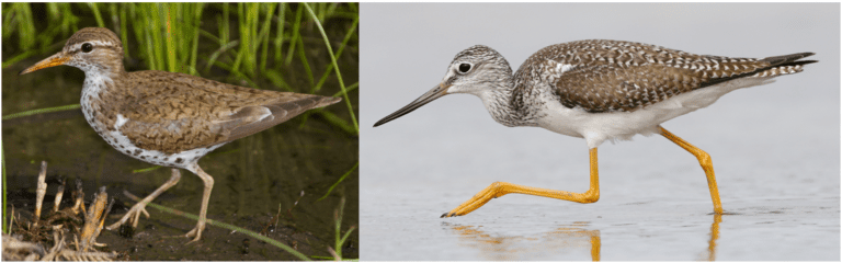 20 Types of Shorebirds in the United States! (ID Guide) - Bird Watching HQ