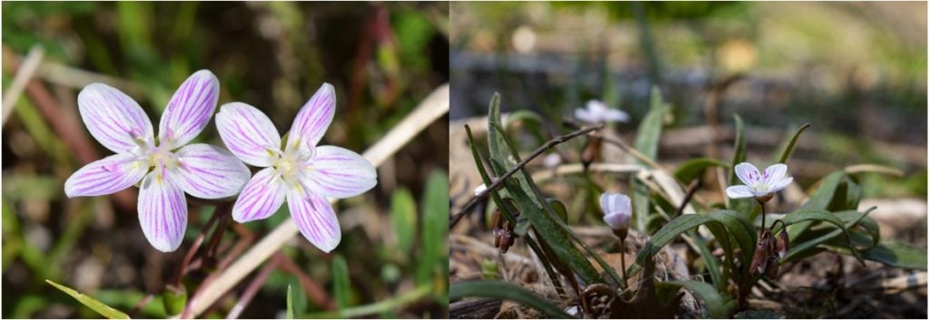 52 Common WILDFLOWERS Found in Alabama! (2023) - Bird Watching HQ