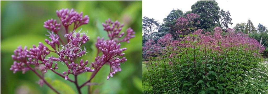 55 Common WILDFLOWERS Found in New Hampshire! (2025) - Bird Watching HQ