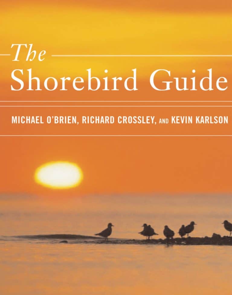 17 Types of Shorebirds in California (ID Guide) - Bird Watching HQ