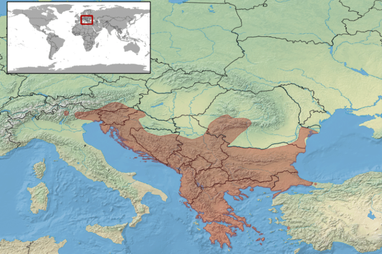 13 Types of Snakes That Live in Turkey! (ID Guide) - Bird Watching HQ