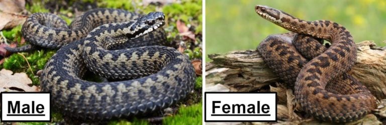 27 Types of Snakes in Europe! (ID Guide) - Bird Watching HQ