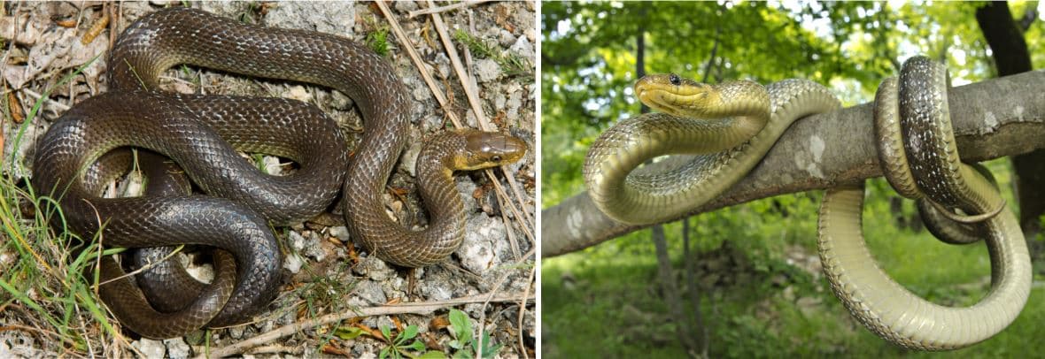 27 Types of Snakes in Europe! (ID Guide) - Bird Watching HQ