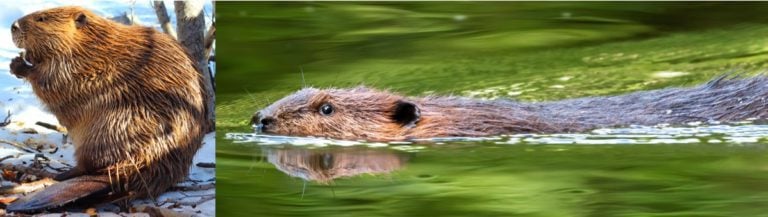 14 Types of Rodents in Canada! (w/Pics) - Bird Watching HQ