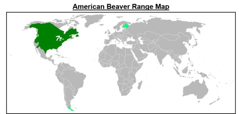 14 Types of Rodents in Wisconsin! (w/Pics) - Bird Watching HQ