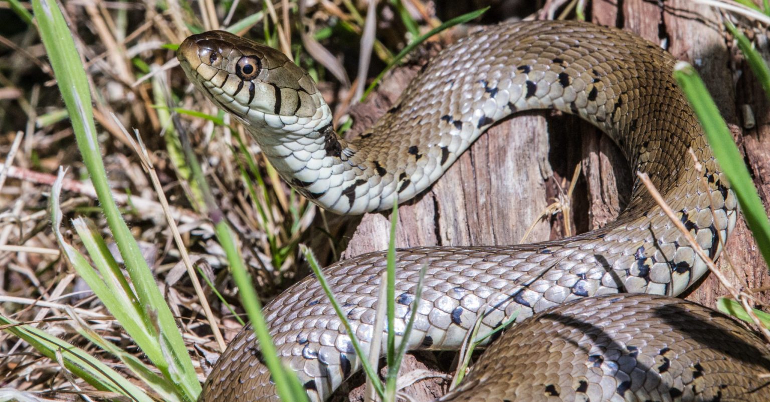 12 Types of Snakes That Live in France! (ID Guide) - Bird Watching HQ