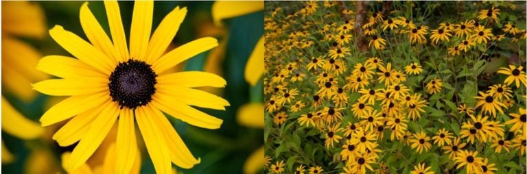 52 Common WILDFLOWERS Found in Quebec! (2023) - Bird Watching HQ