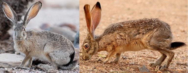 29 Types of MAMMALS Found in Iowa! (2025) - Bird Watching HQ