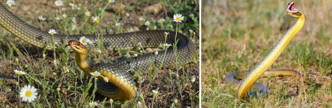 10 Types of Snakes That Live in Russia! (ID Guide) - Bird Watching HQ