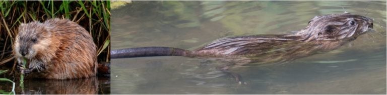 13 Types of Rodents in Nevada! (w/Pics) - Bird Watching HQ