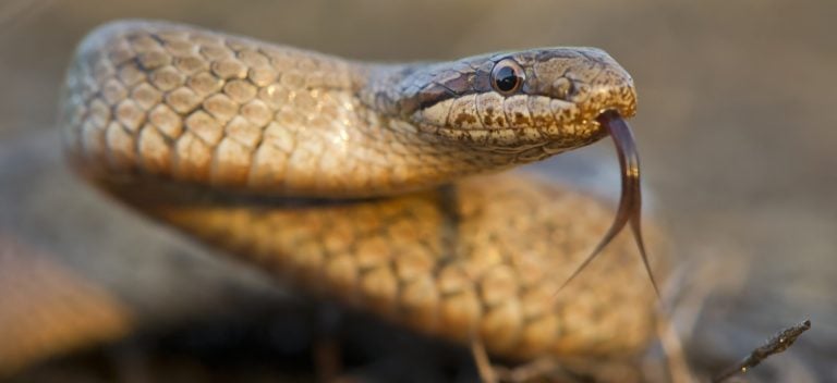 18 Types of Snakes That Live in Greece! (ID Guide) - Bird Watching HQ
