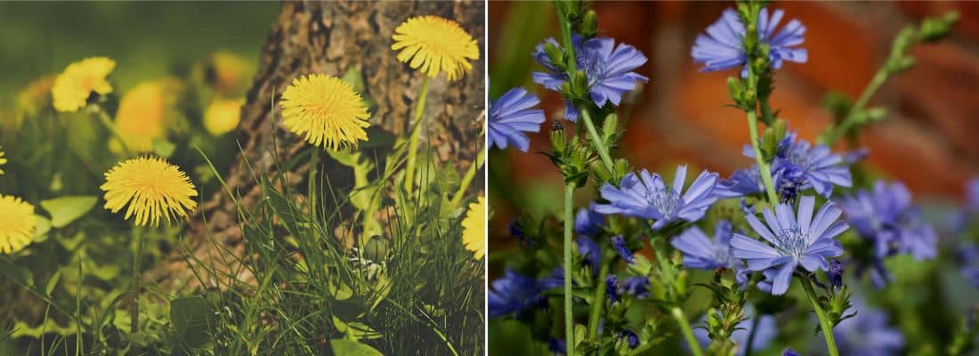 60 Common WILDFLOWERS Found in Iowa! (2025) - Bird Watching HQ