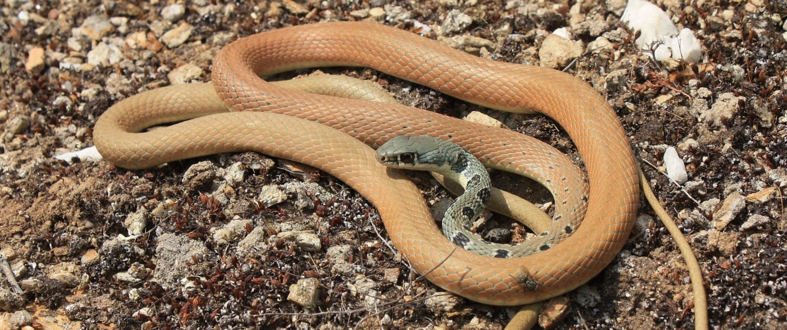 11 VENOMOUS SNAKES Found in Europe! (ID Guide) - Bird Watching HQ