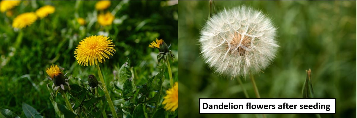 18 Types of YELLOW Wildflowers in Washington! (state) - Bird Watching HQ