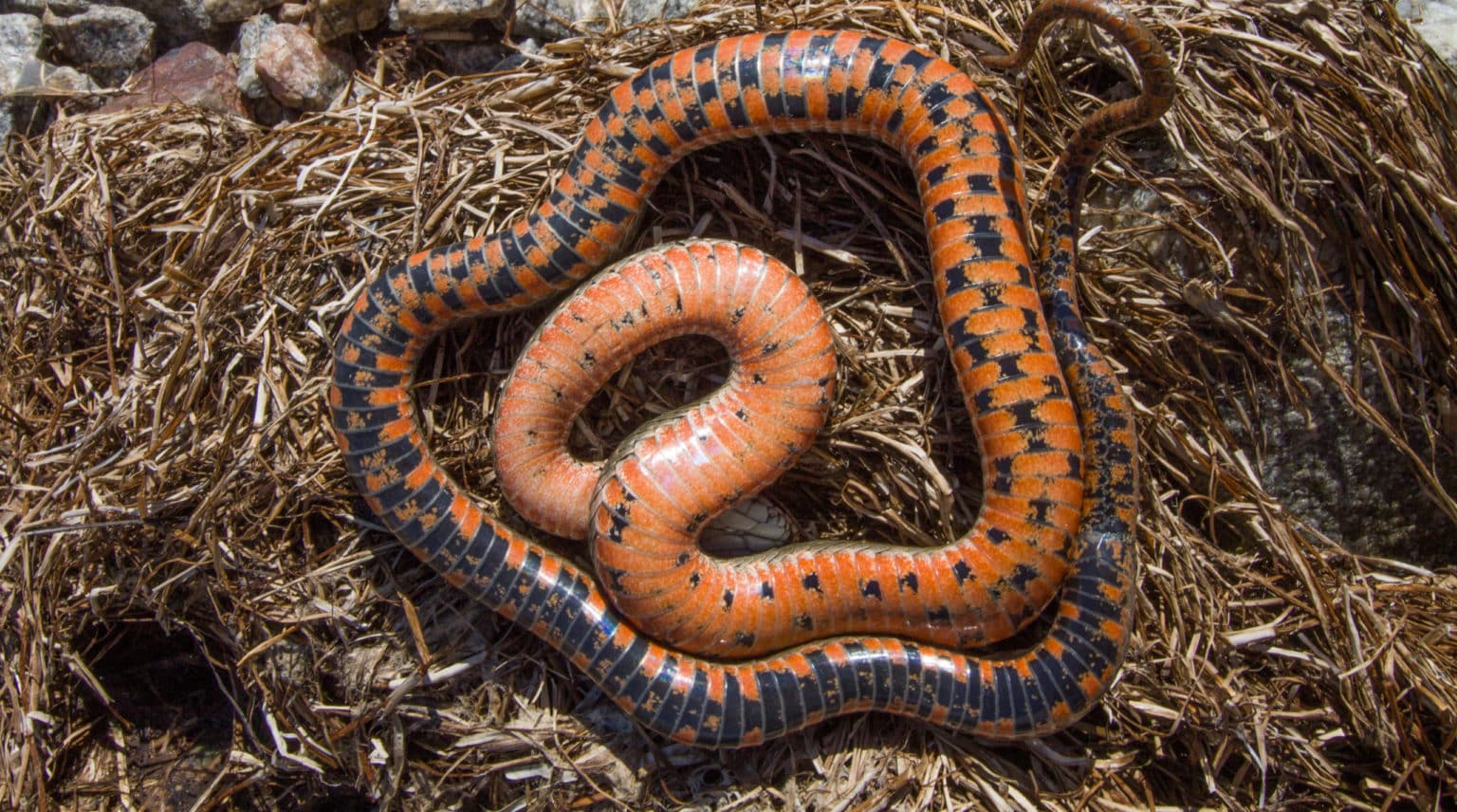 27 Types of Snakes in Europe! (ID Guide) - Bird Watching HQ