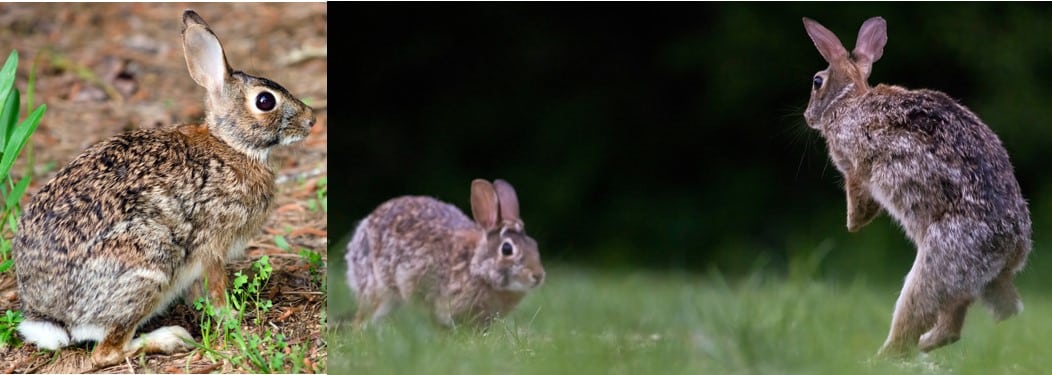 27 Types of MAMMALS Found in Alabama! (2024) - Bird Watching HQ