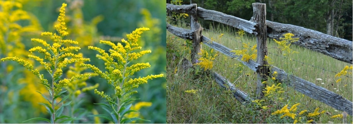 18 Yellow Wildflowers in Florida (W/Pics!) - Bird Watching HQ