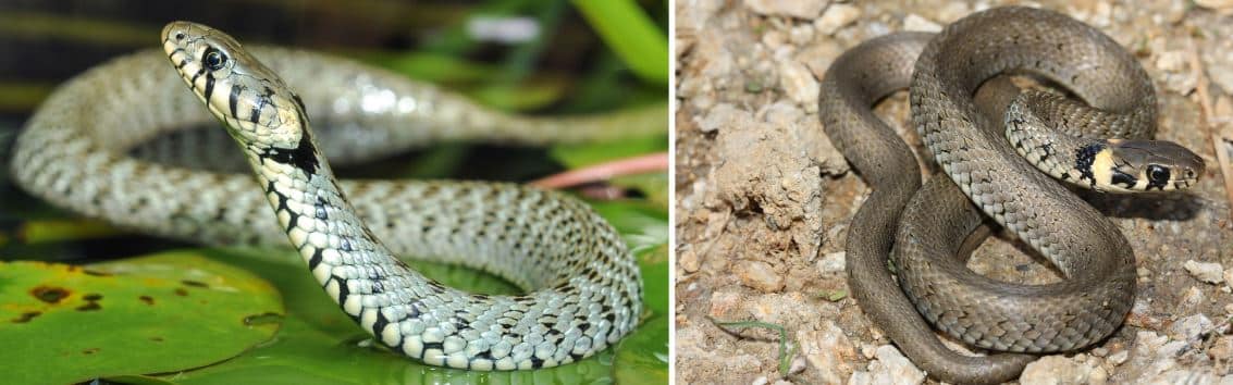 16 COMMON Snakes Found in Iran! (2025) - Bird Watching HQ