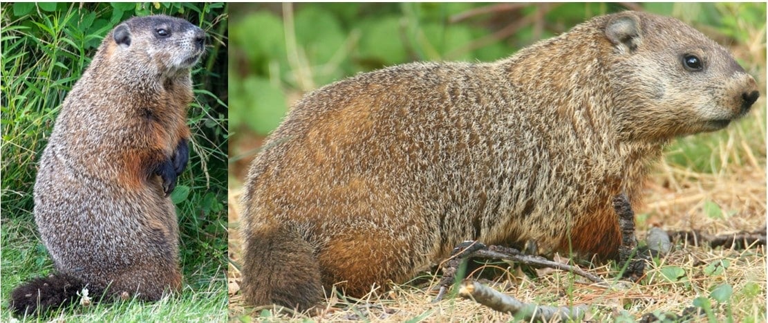 14 Types of Rodents in Canada! (w/Pics) - Bird Watching HQ