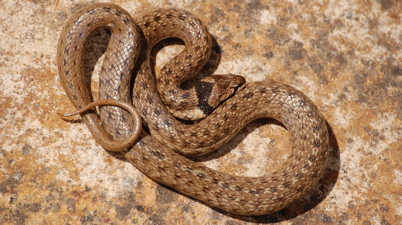 The 13 Types of Snakes That Live in Spain! (ID Guide) - Bird Watching HQ