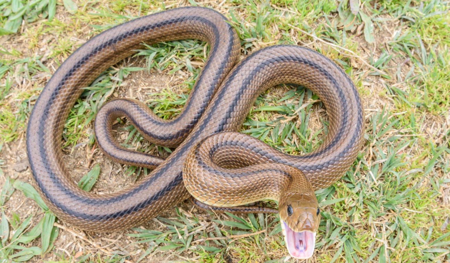 27 Types of Snakes in Europe! (ID Guide) - Bird Watching HQ