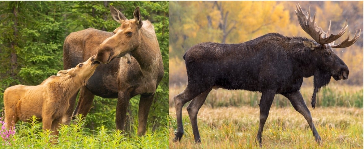 35 Types of MAMMALS Found in Quebec! (2023) - Bird Watching HQ